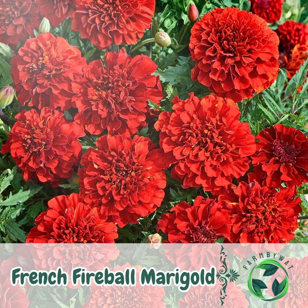 25 French Fireball Marigold Seeds – Bright Red-orange Blooms for ...