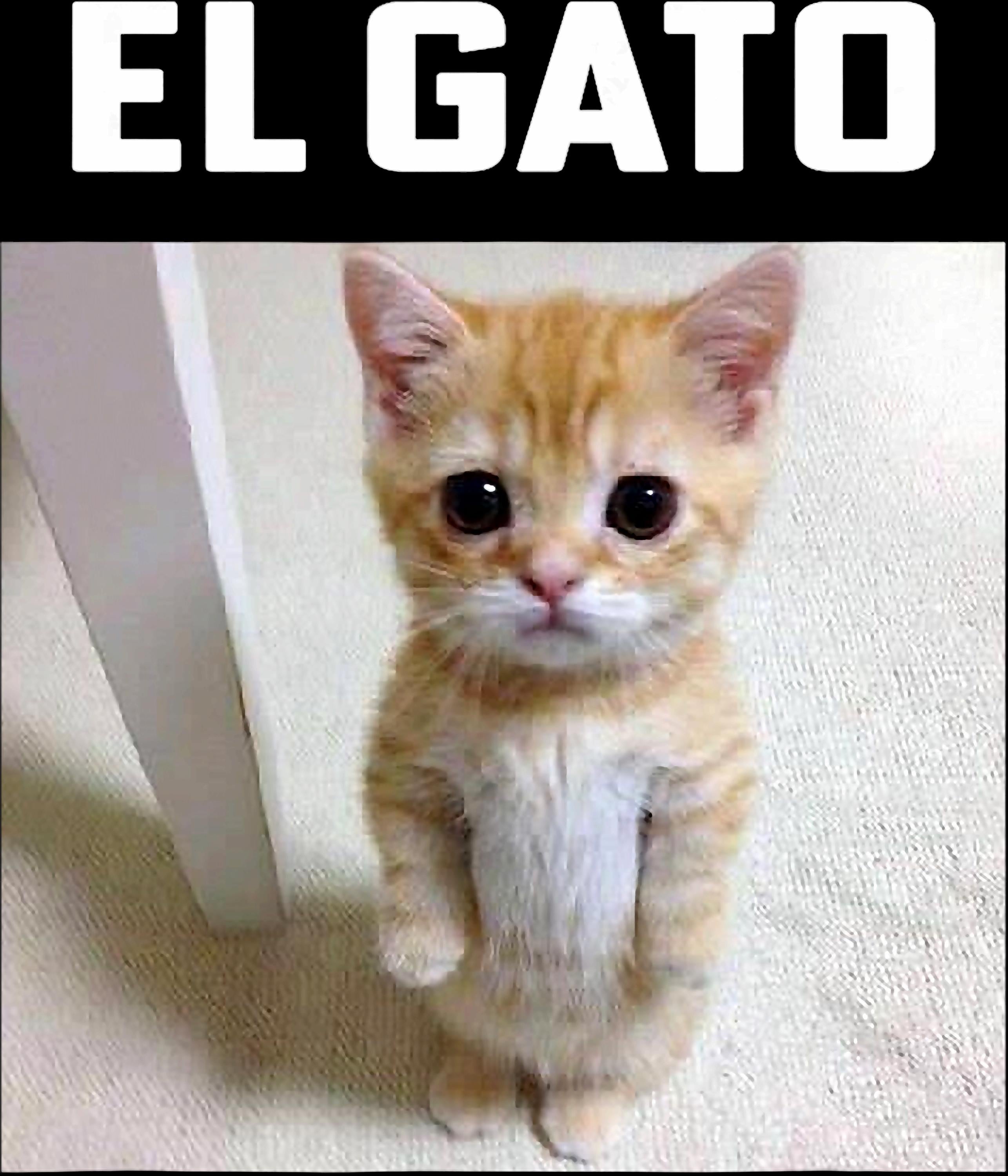 File PNG El Gato Meme Cat Lover - Etsy