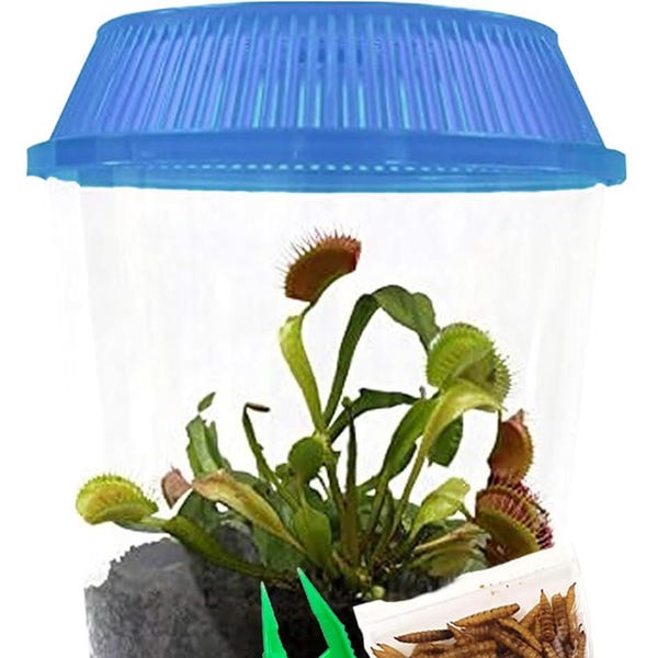 Venus Flytrap - Etsy