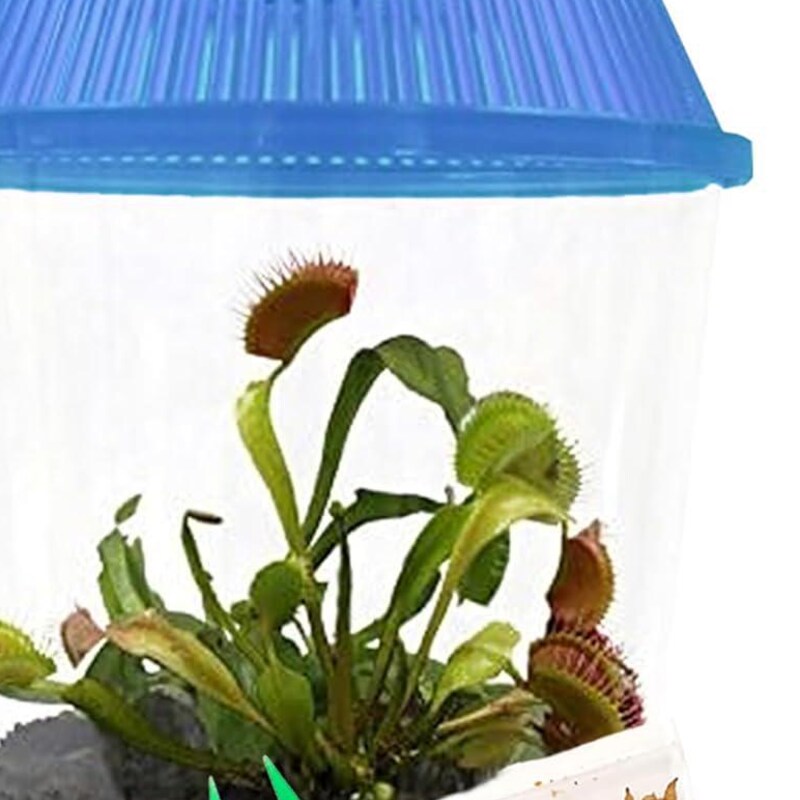 Venus Flytrap - Etsy