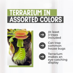 Live Venus Flytrap Plant Kit in 4.5 Terrarium Carnivorous Plant Food ...