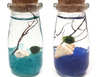 Marimo Moss Ball - Etsy