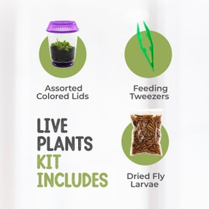 Live Venus Flytrap Plant Kit in 4.5 Terrarium Carnivorous Plant Food ...