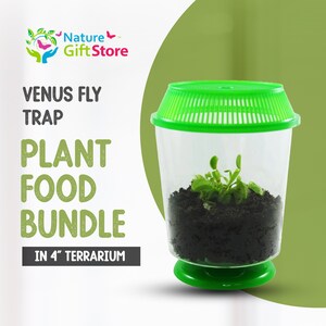 Live Venus Flytrap Plant Kit in 4.5 Terrarium Carnivorous Plant Food ...