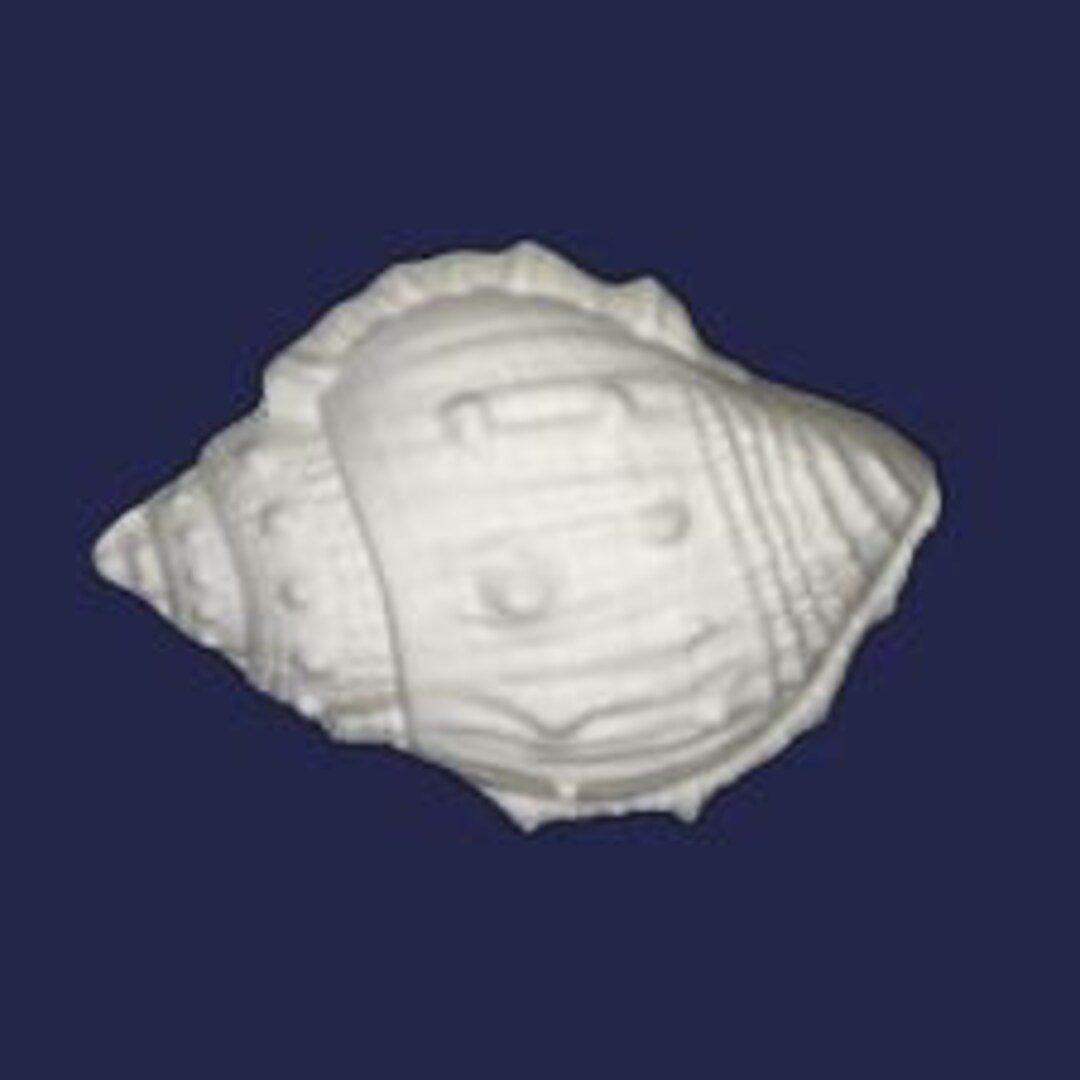 Ready to Paint Plaster Craft, Seashell, Sea Shell, Decoration, U Paint ...