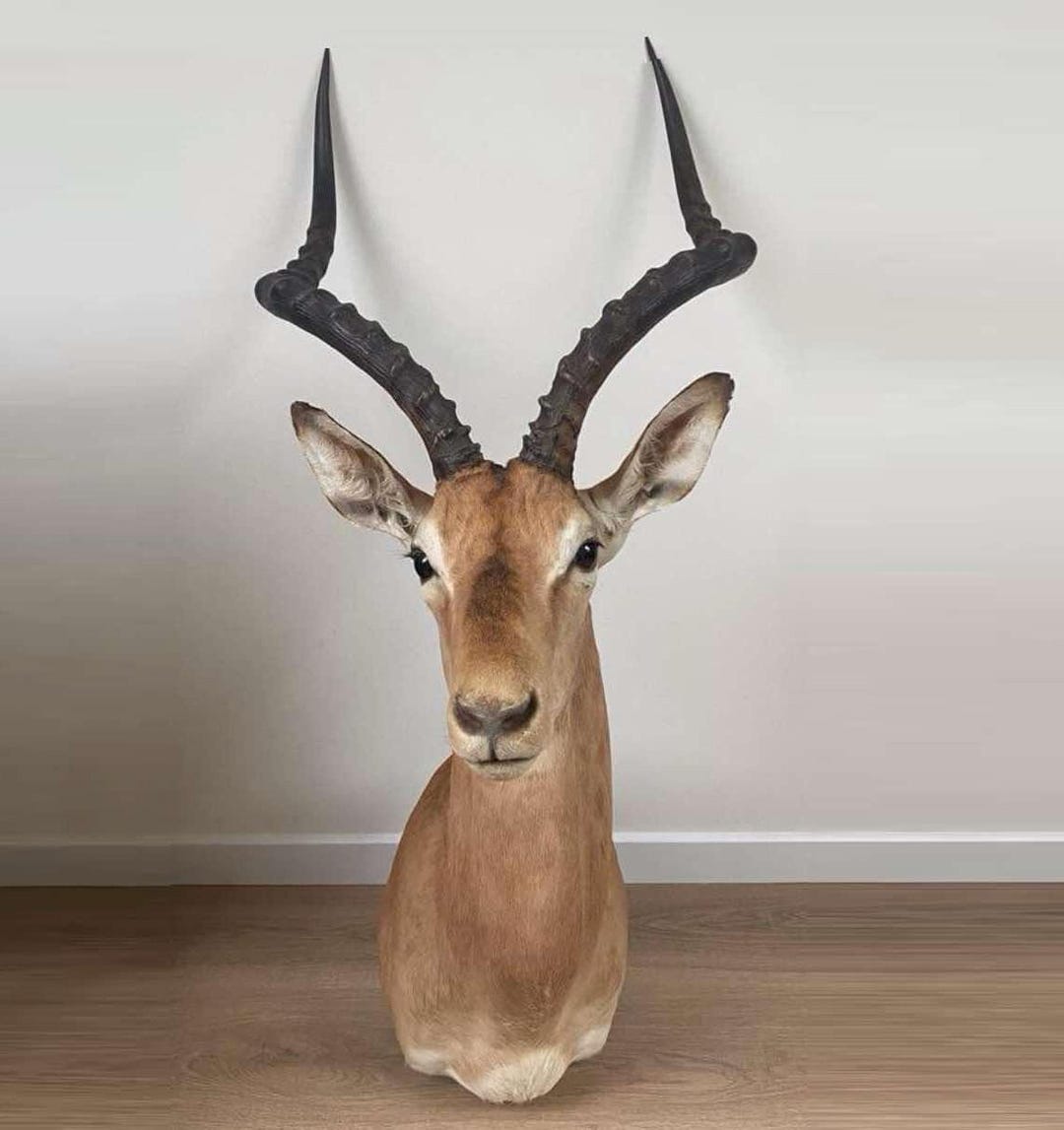 Mounted Impala Head – Taxidermy Shoulder Rest – Natural History Wall ...