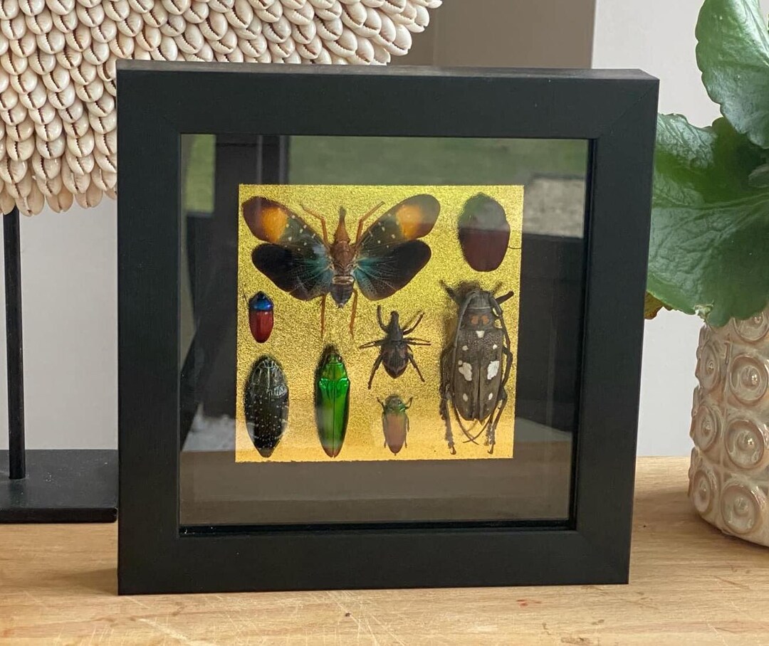 Decorative Frame With Real Insect Art - Luxury Entomology Decor ...