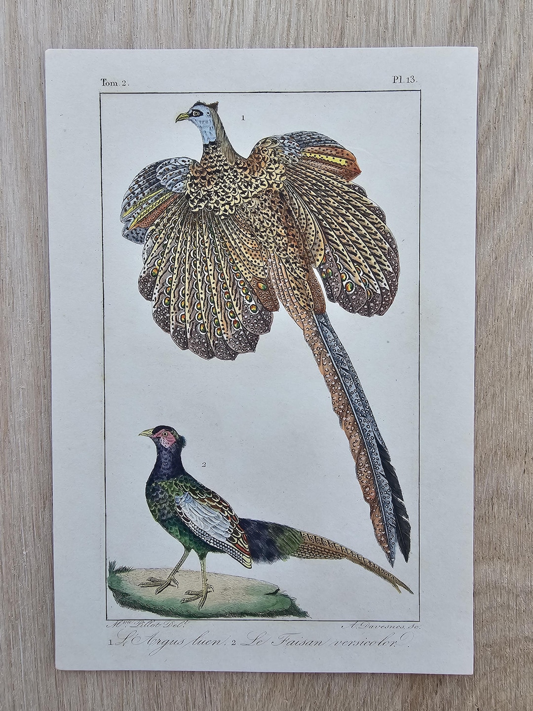 Antique 1800s French Engraving Pheasants Bird Print - Ouvres De Buffon ...