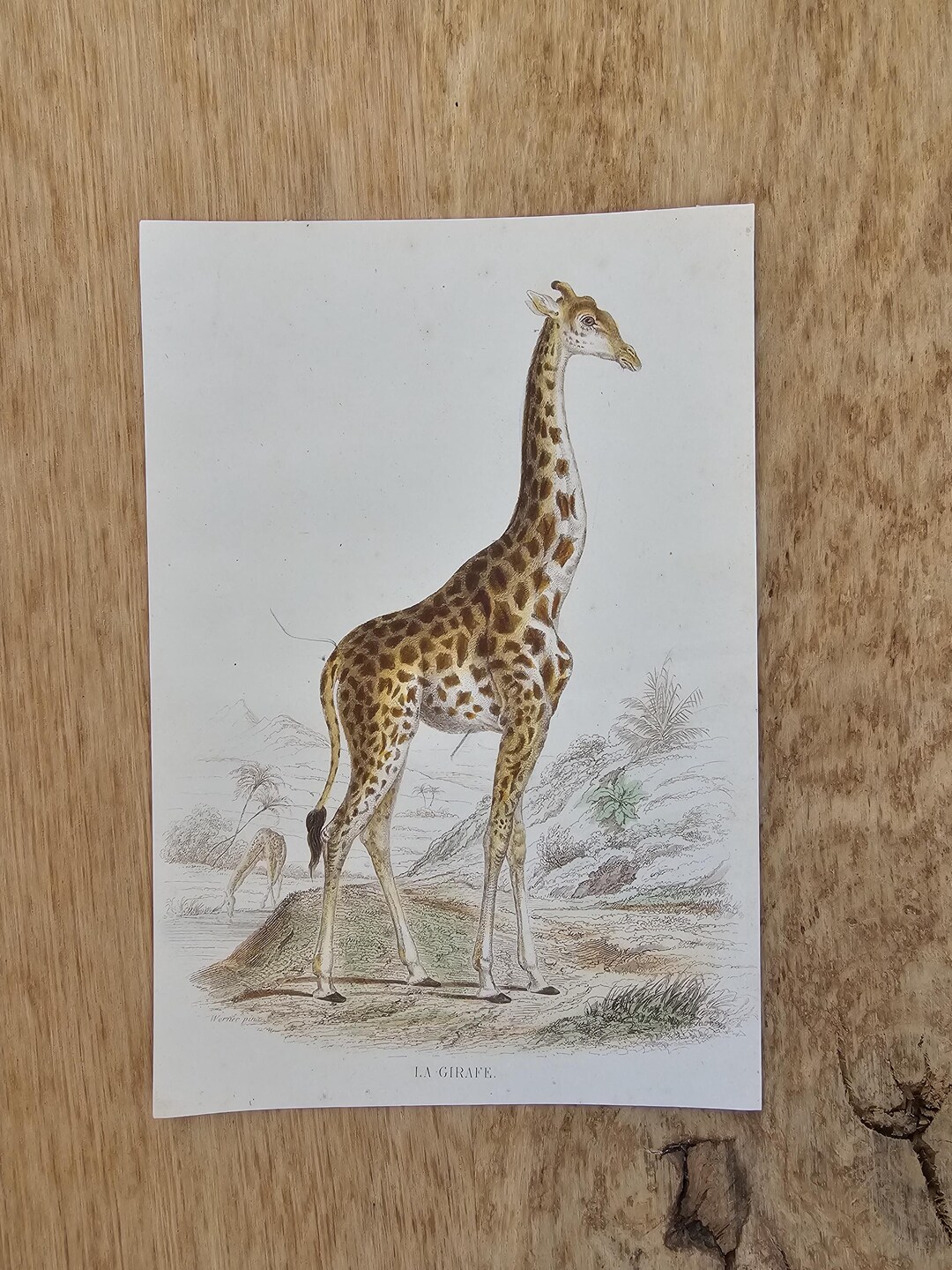 Antique 1800s French Engraving Giraffe Print - Buffon Mammology ...