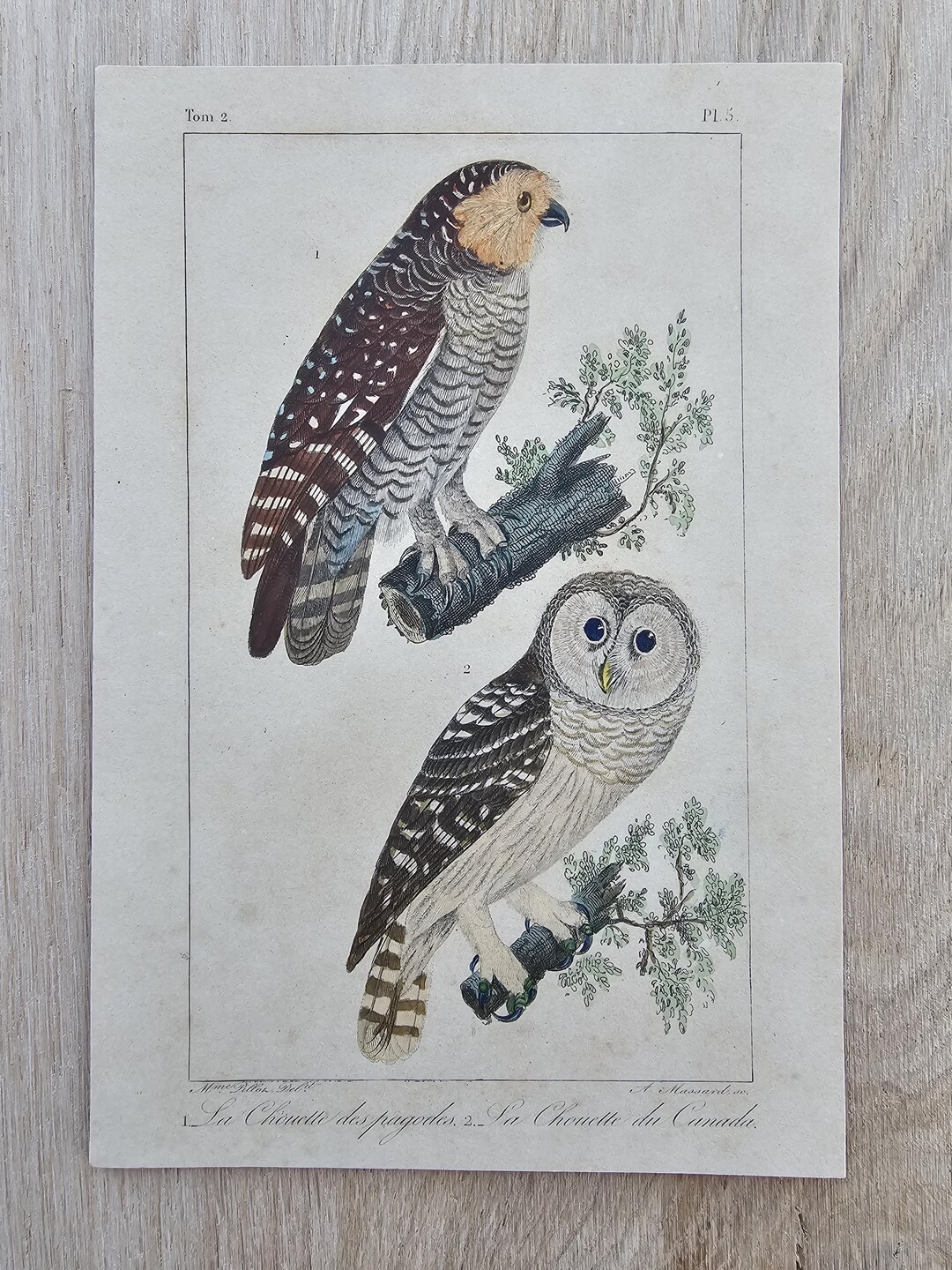 Vintage 1832 French Engraving Raptor Birds Book Page - Ouvres De Buffon ...