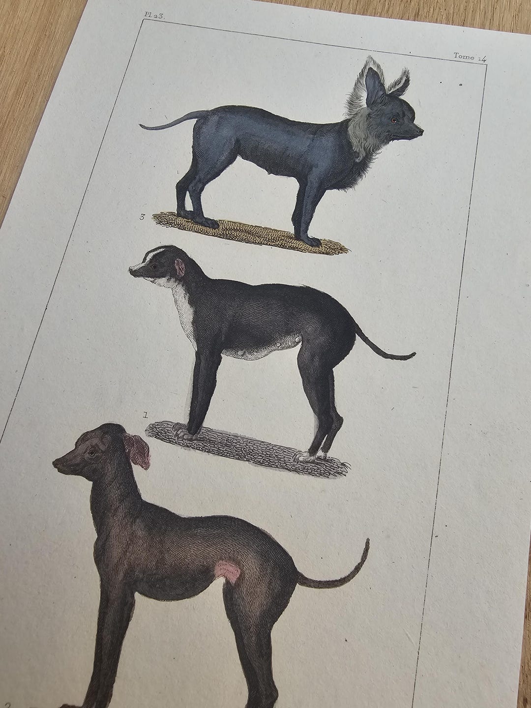 Antique 1800s French Engraving Pet Dog Print - Buffon Mammology ...