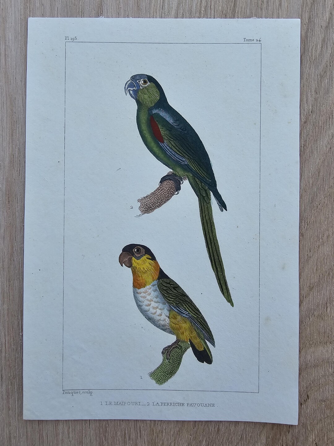 Antique 1800s French Engraving Bird Print - Ouvres De Buffon ...