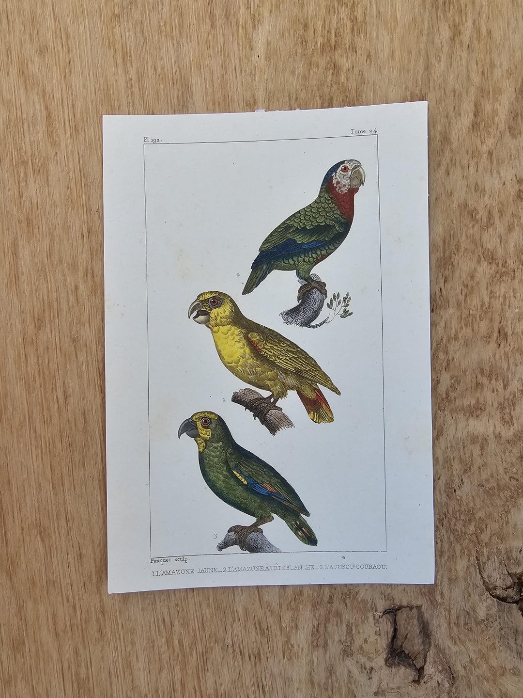 Antique 1800s French Engraving Amazon Parrot Print - Buffon Ornithology ...