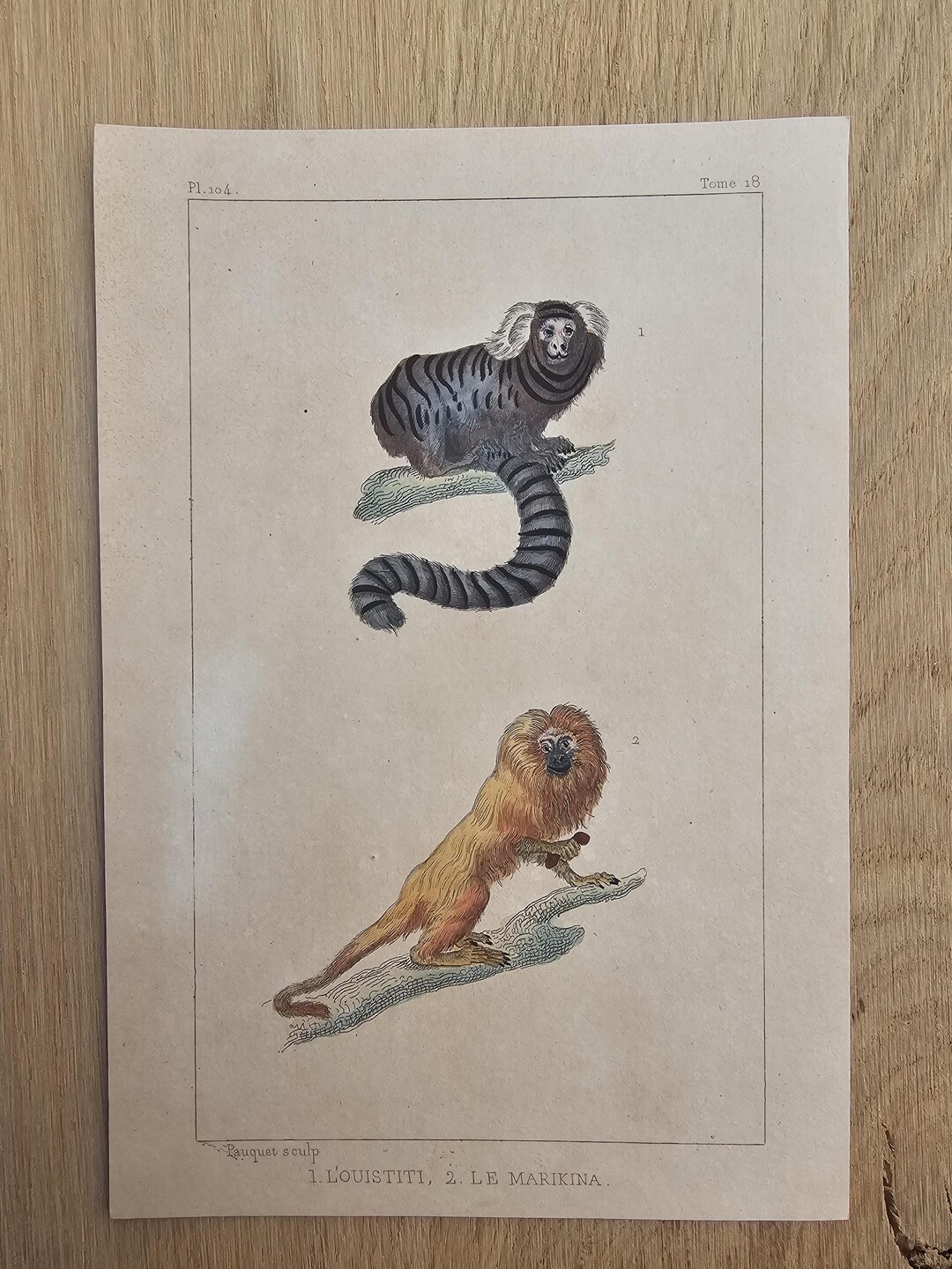 Antique 1800s French Engraving Primates Print - Buffon Mammology ...