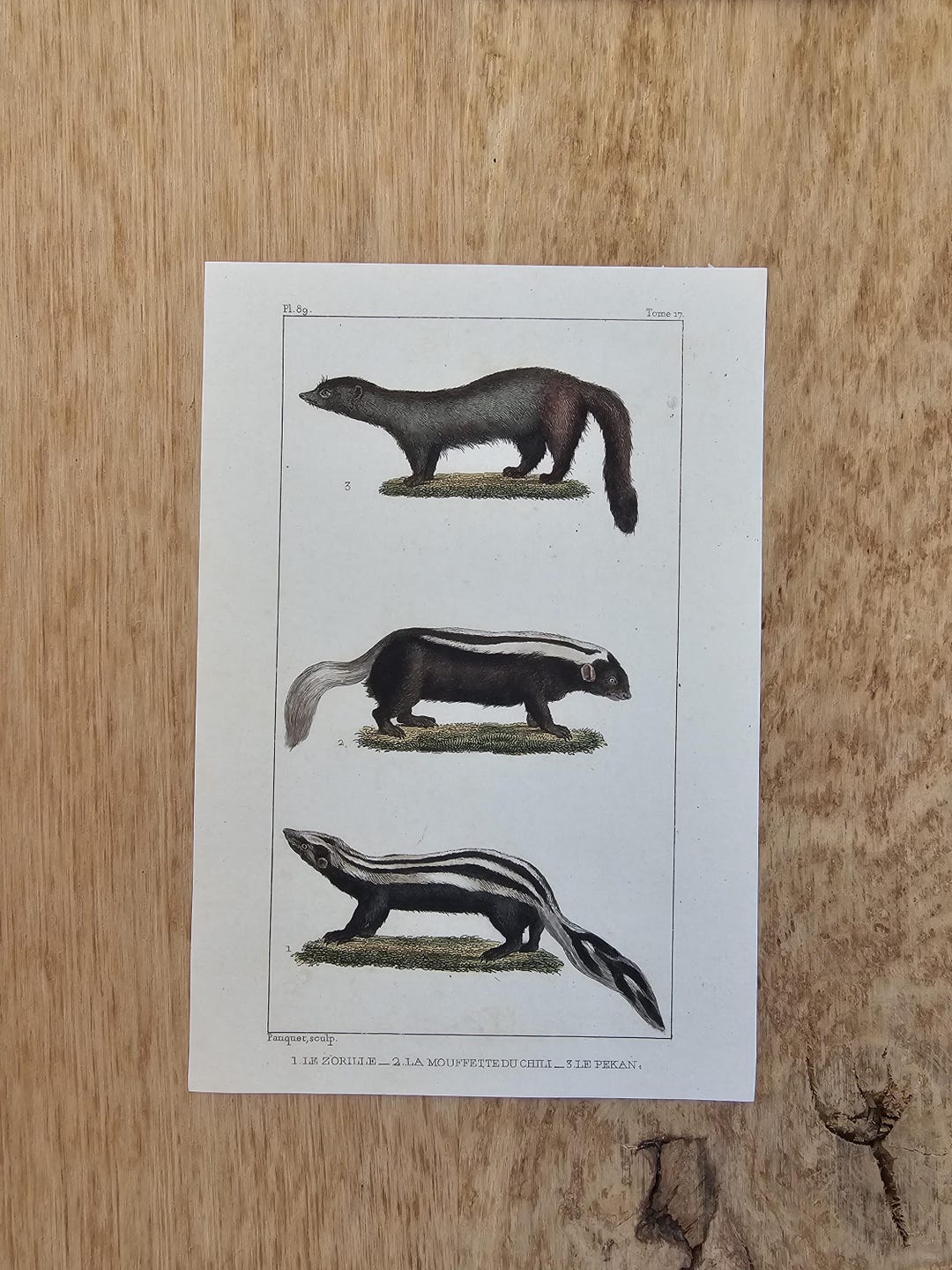 Antique 1800s French Engraving Mustelid Print - Buffon Mammalogy ...