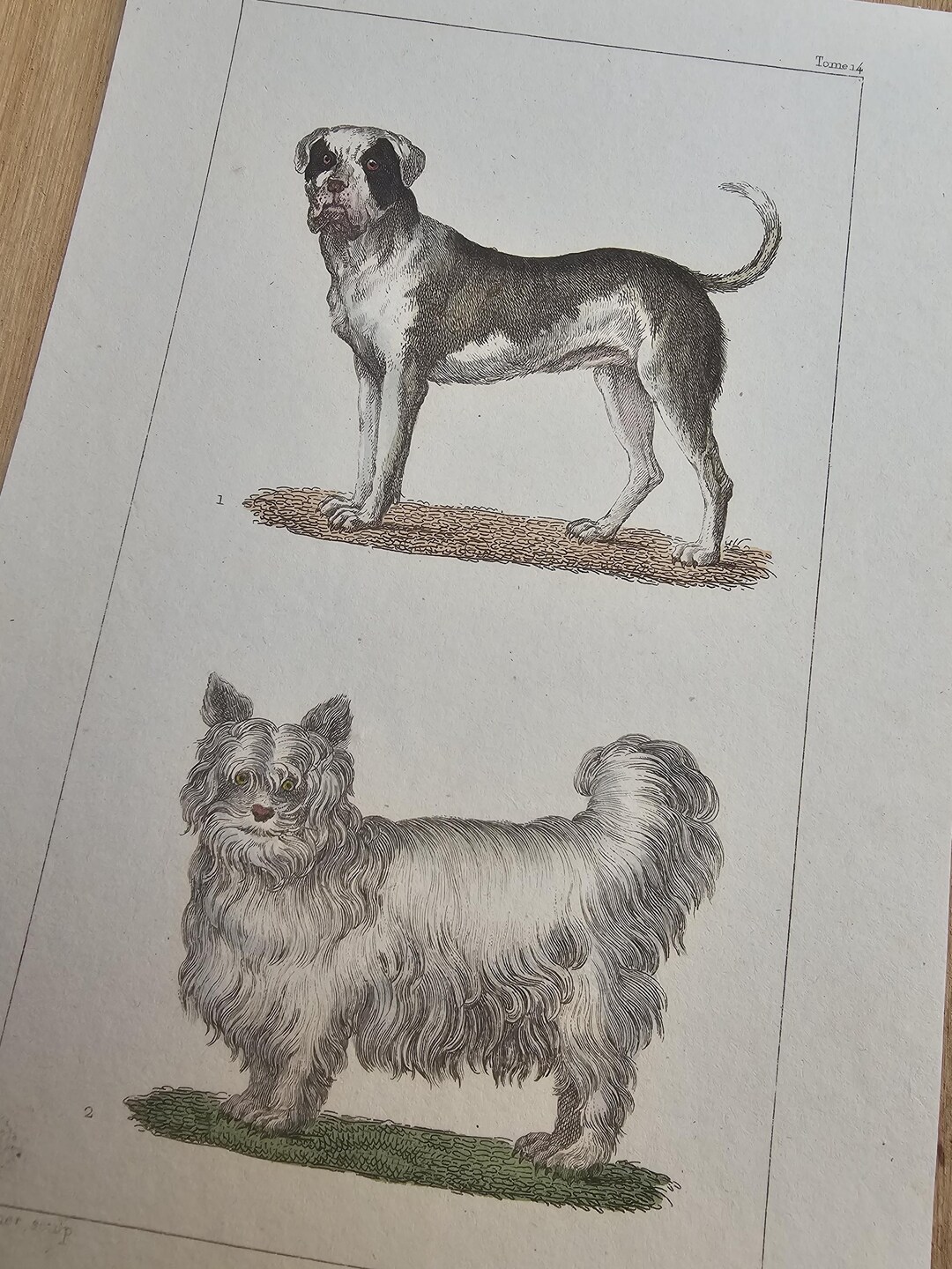Antique 1800s French Engraving Pet Dog Print - Buffon Mammology ...