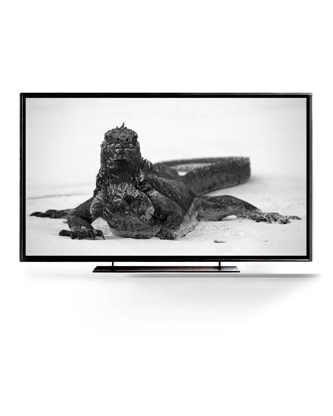 TV Screen Saver, Smart Frame TV 8K Art – Marine Iguana Close-up From ...