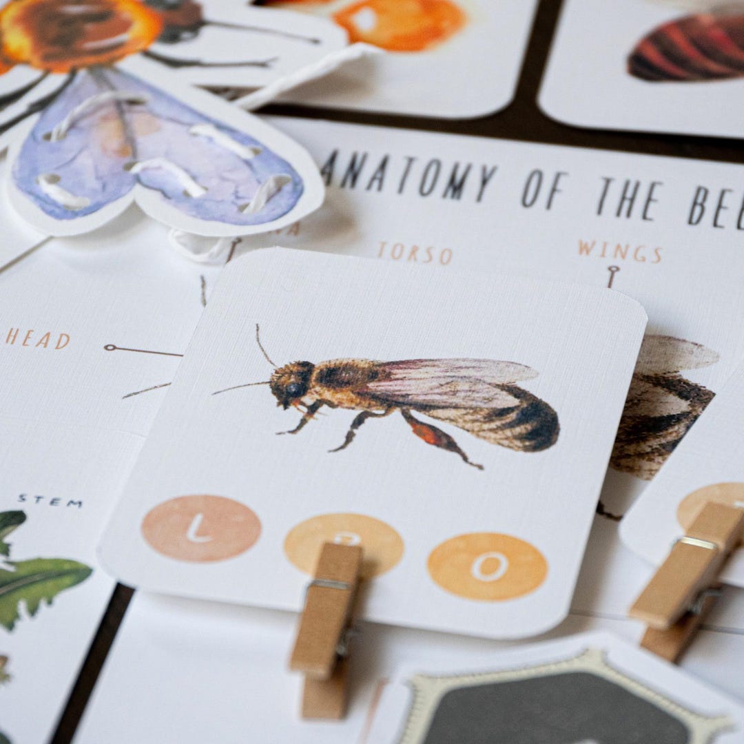 Bee Unit Study: Montessori-inspired Spring Activities (PDF Download) - Etsy