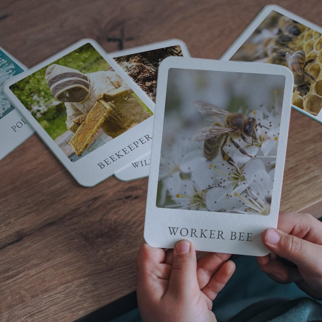 10 Bee Flashcards | Montessori Flashcards | Nature Study Printable ...