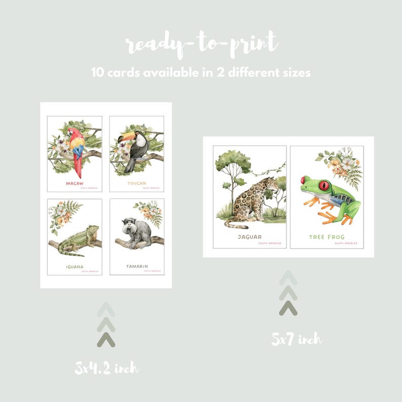South American Animal Flashcards: Montessori Homeschool Printable ...
