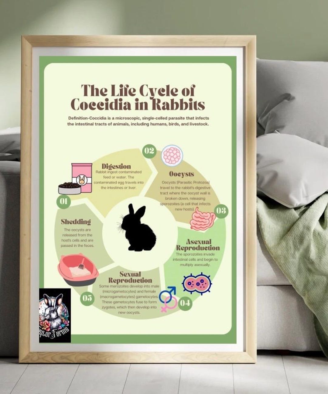Life Cycle of Coccidia in Rabbits | 4-H Educational Poster | Rabbit ...