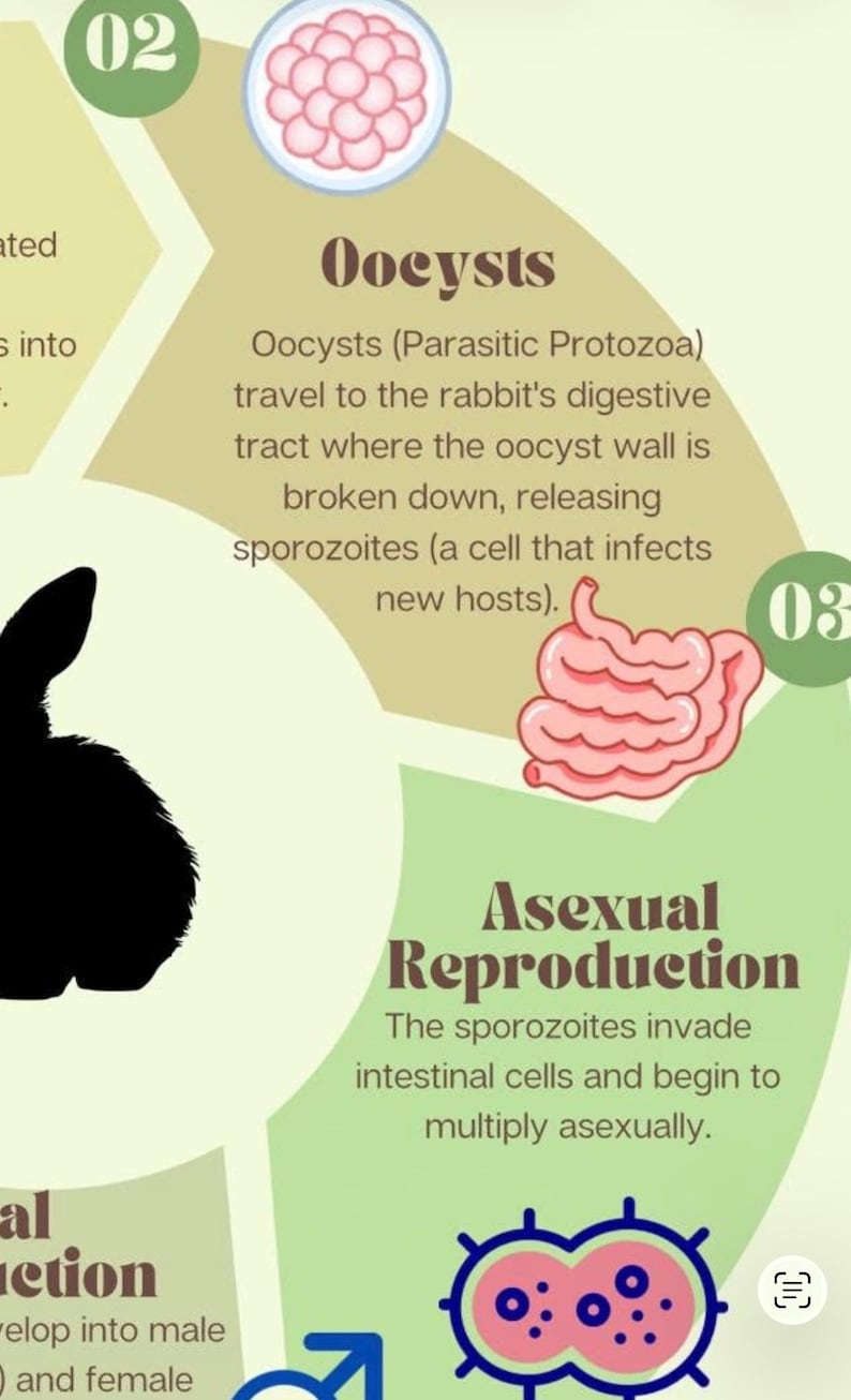 Life Cycle of Coccidia in Rabbits | 4-H Educational Poster | Rabbit ...