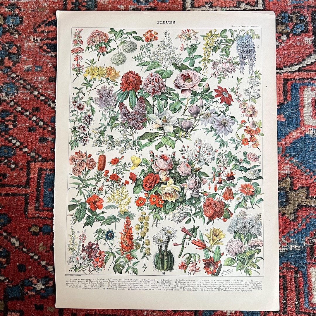 1920s Vintage French Flowers Wall Art Decor | Colorful Nature ...