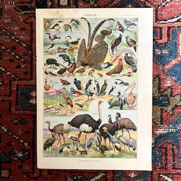 1920s Nature Print - Etsy