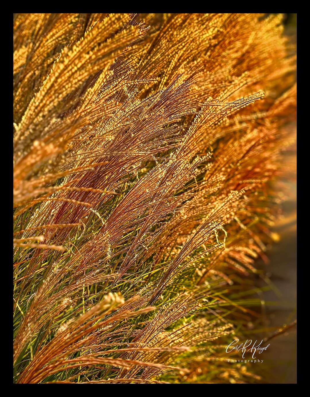 Golden Glow in the Wind – Canvas Grass Photography Print, Prairie Grass ...
