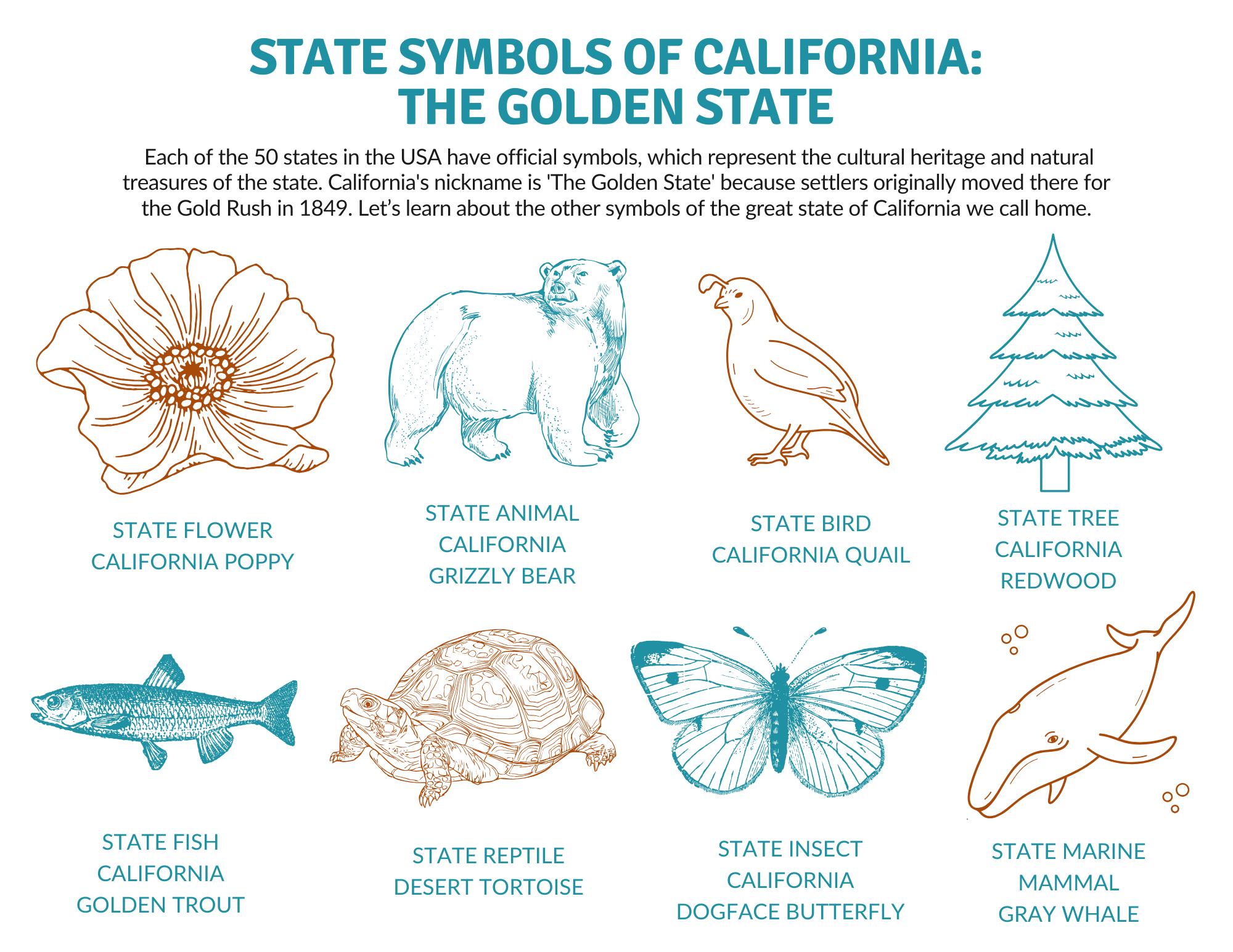 State Symbols of California Coloring Sheet - Etsy