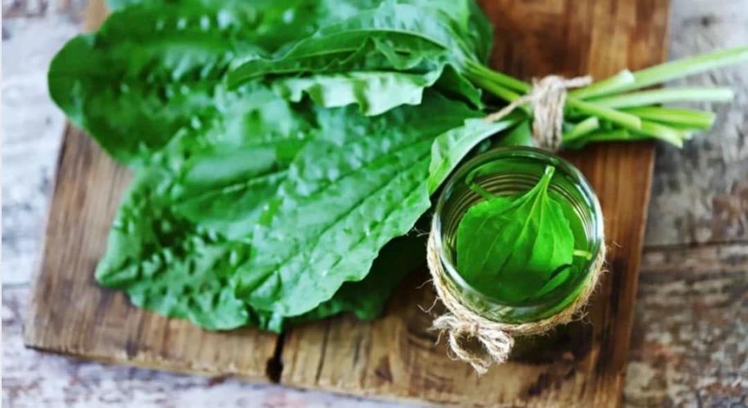Herbal Plantain Skin Nourishing Salve - Etsy