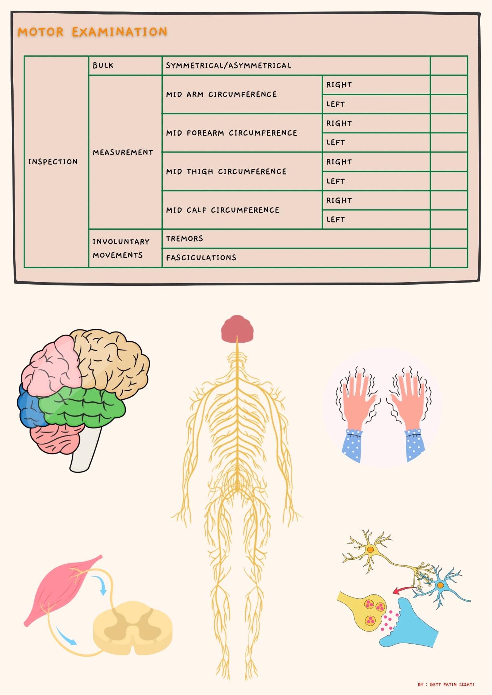 Neurological Examination Medical Clerking Templates - Etsy