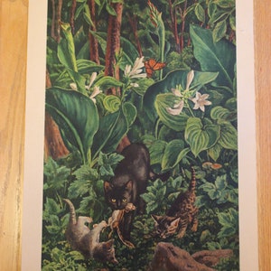 Henry Schnakenberg Cat and Kittens 1937 Original Collotype Colorprints ...