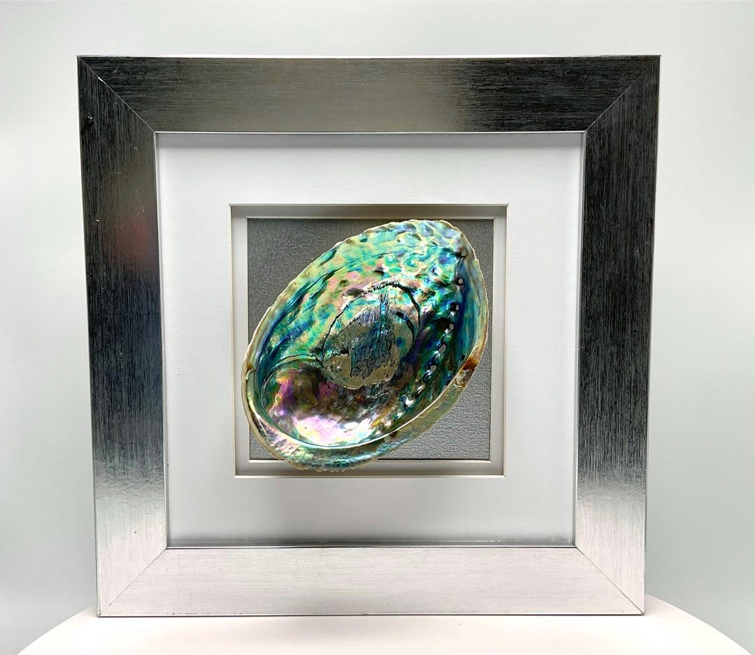 Framed Coastal Wall Art, Abalone Shell Wall Decor, Iridescent Green ...