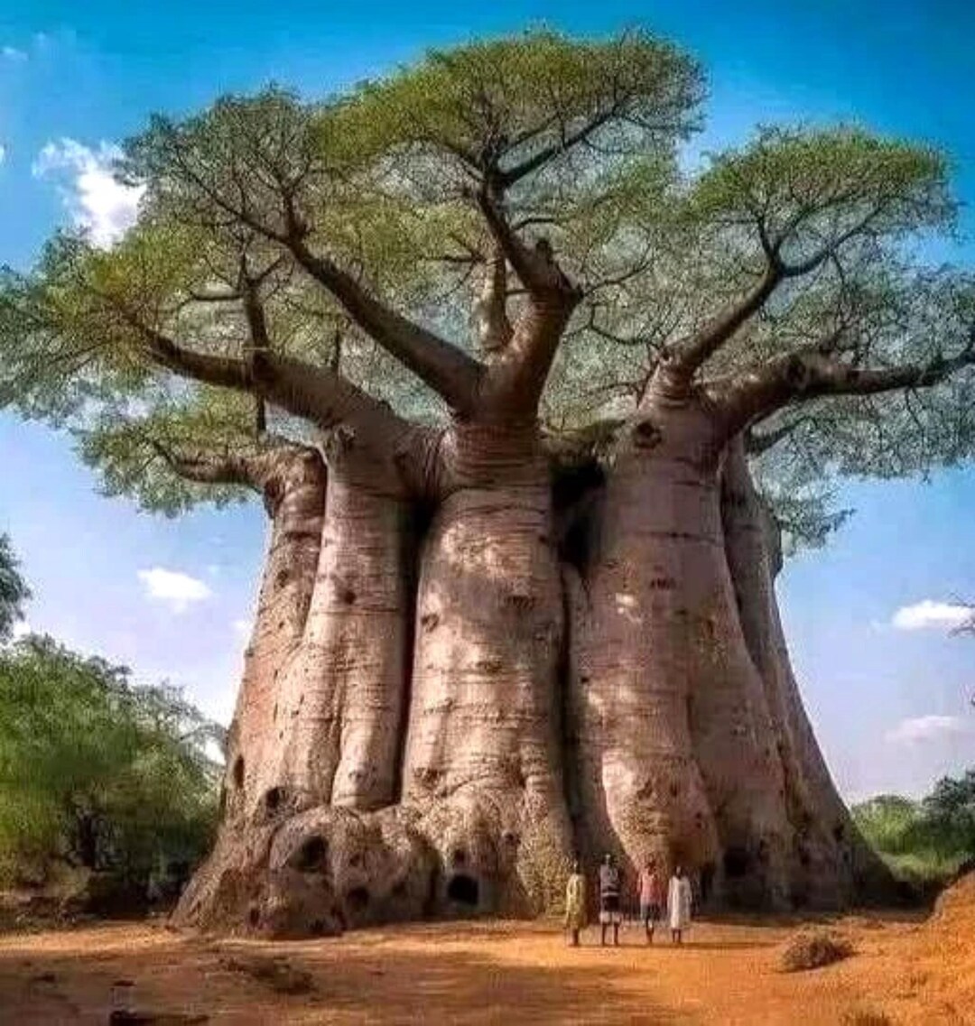 5 Baobab Tree Seeds: Rare African 'tree of Life' Bonsai - Etsy