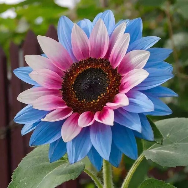 Rare Sunflower Seeds - Etsy