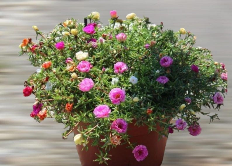 2000+ Moss Rose Seeds | Portulaca Grandiflora | Double Mix Color Blooms ...