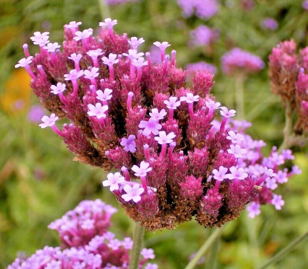 Verbena Bonariensis Seeds – 250 Tall Purple Hardy Flowers | Drought ...