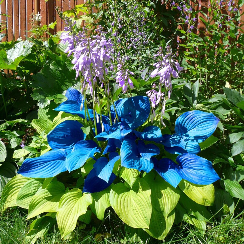 100 Hosta Seeds: Blue & Green Shade Perennial, Pollinator-friendly - Etsy