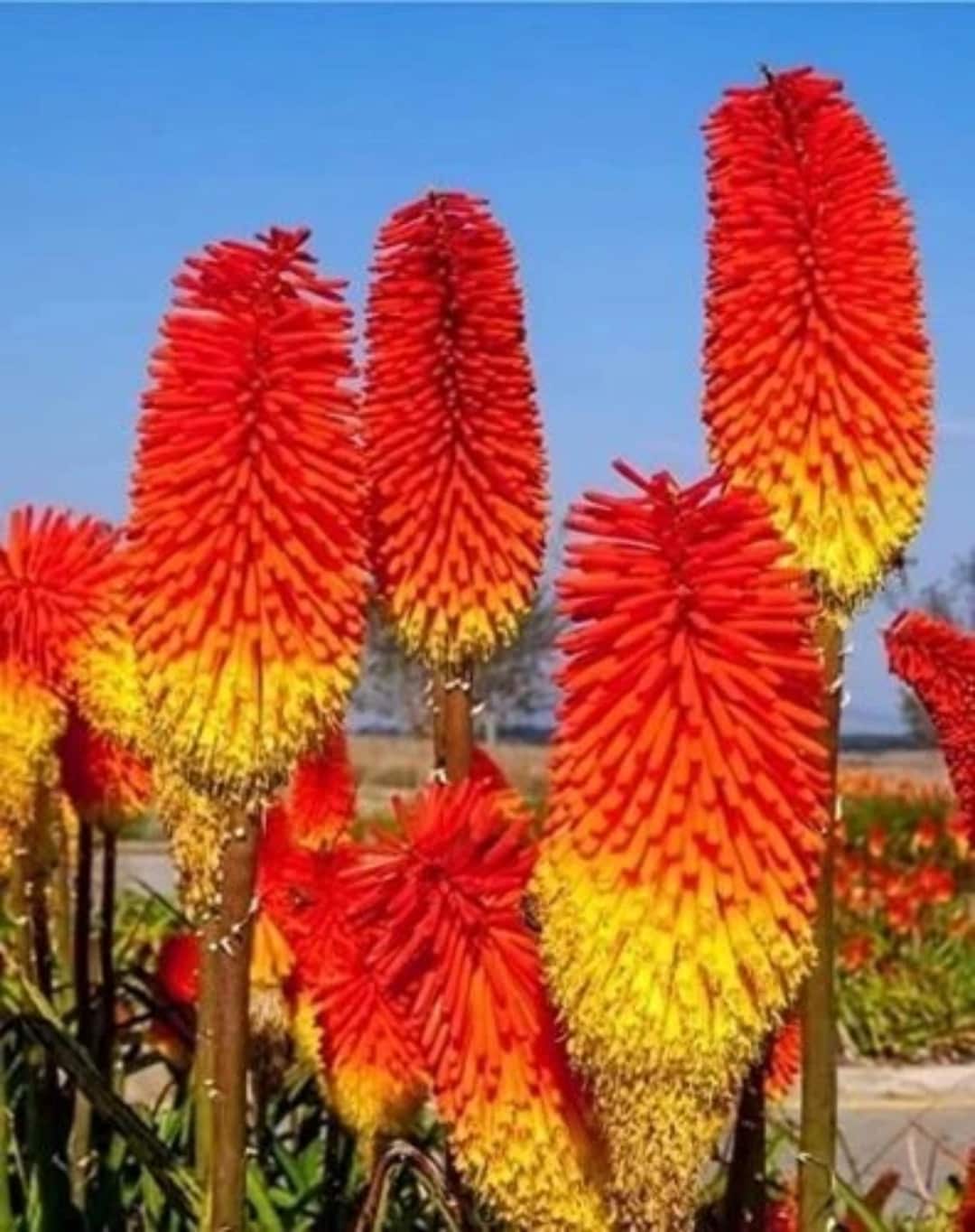 75 Red Hot Poker Seeds: Kniphofia Torch Lily, Hardy Perennial - Etsy
