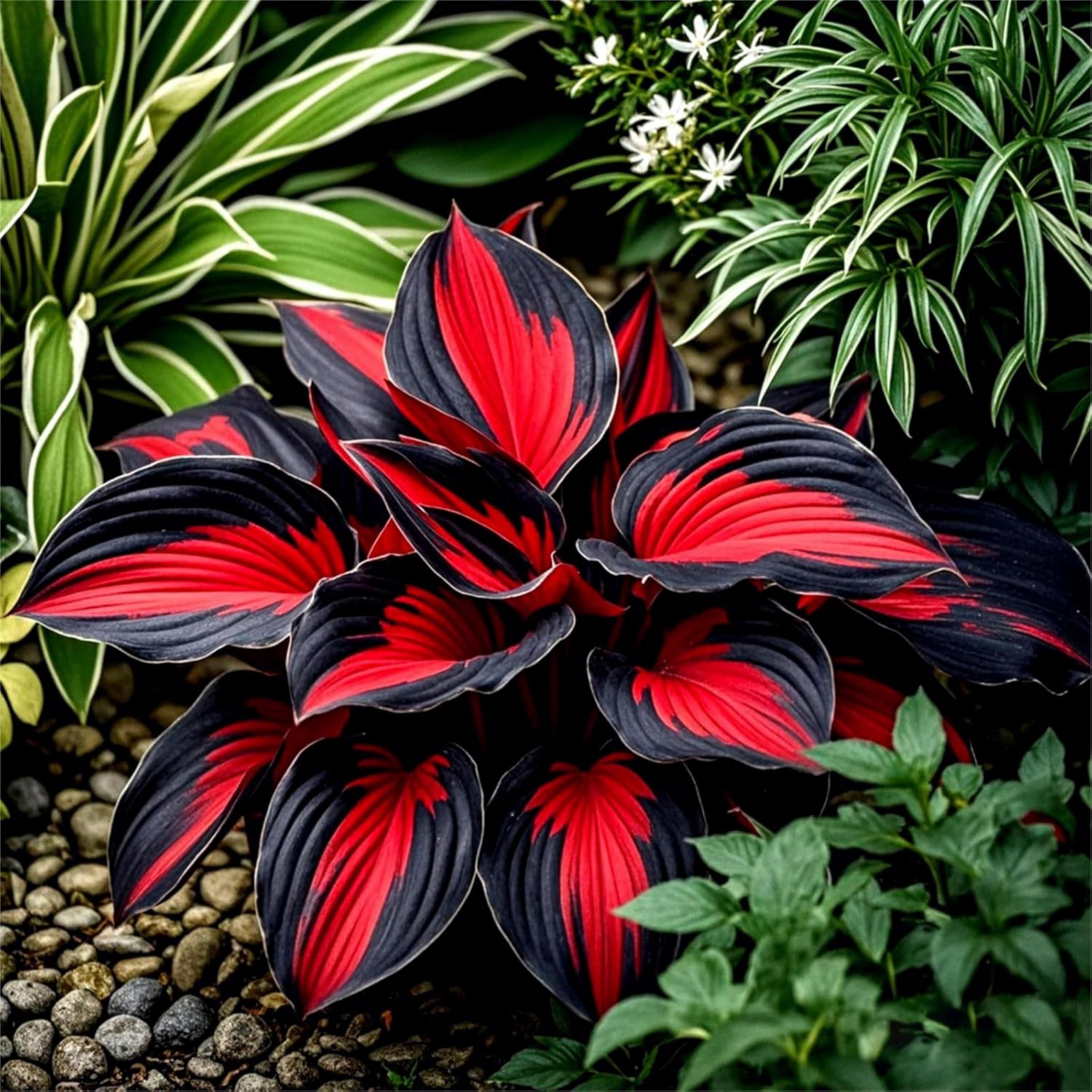 200 Black Red Hosta Seeds – Rare Perennial Shade Plant – Non-gmo Easy ...