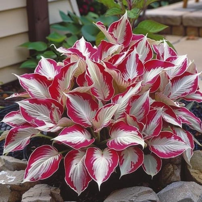 Black and Red Hosta - Etsy