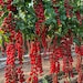 100+ Rare Waterfall Tomato Seeds – Sweet, Heirloom, Organic, High Yield ...