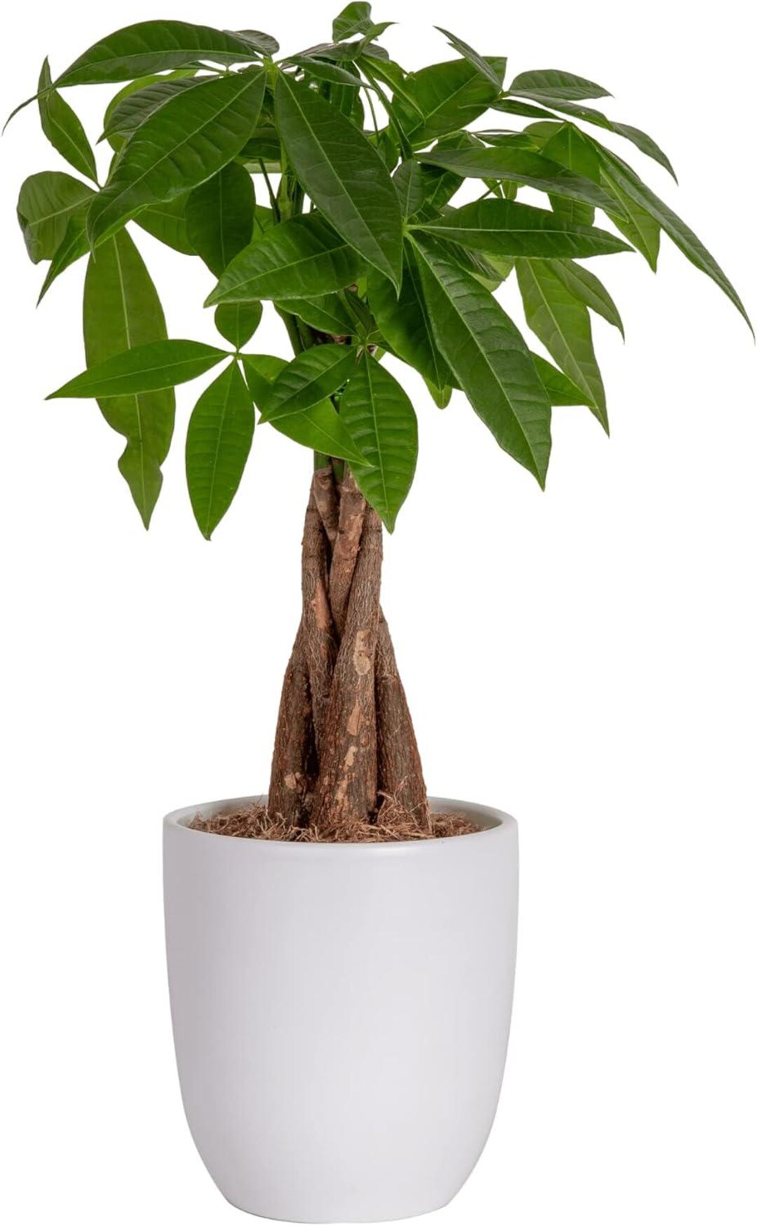 Money Tree in Ceramic Pot: Easy Care Indoor Plant - Etsy