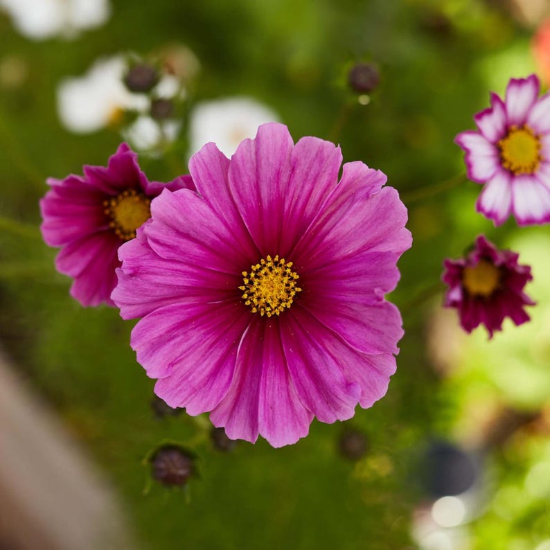 Gloria Cosmos Seeds – Rosy Pink Daisy-like Flowers, Fast Growing, Open ...