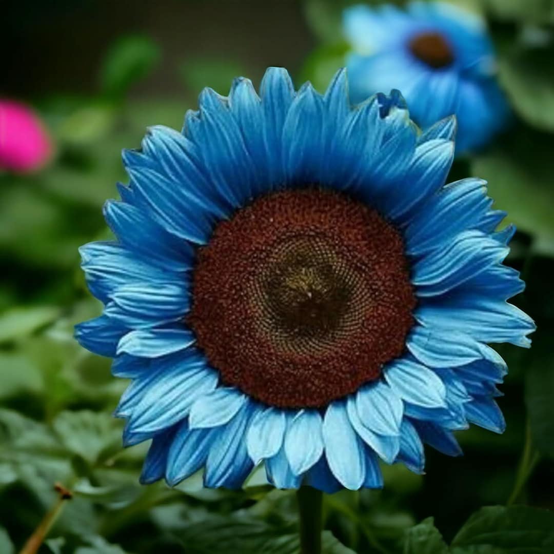 50 Pcs Bright Blue Sunflower Seeds – Dwarf Varieties for Vibrant ...