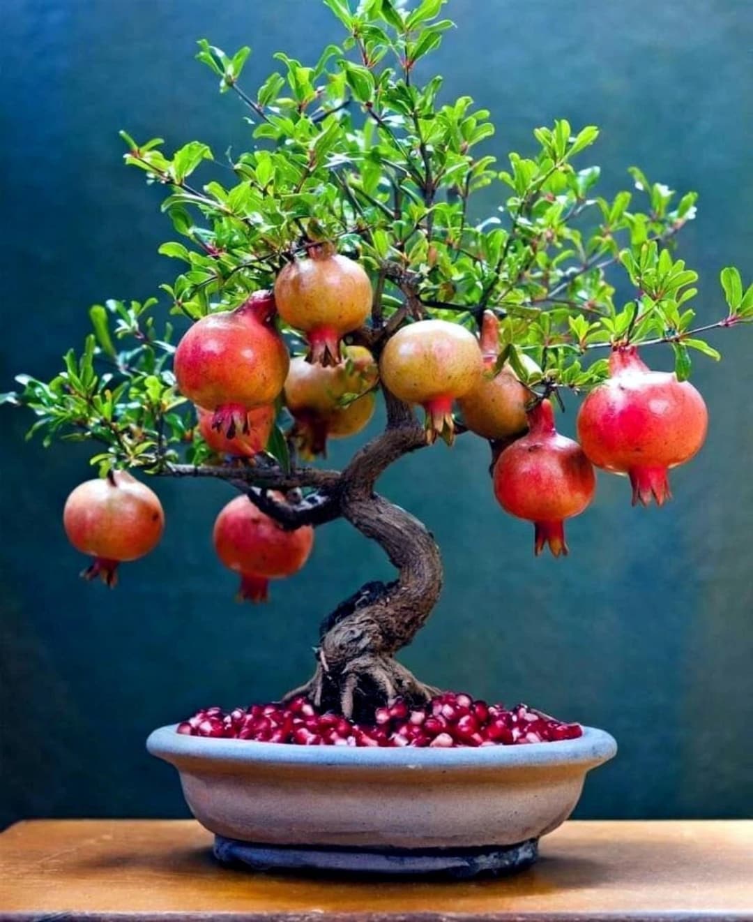 Dwarf Pomegranate Tree Seeds Punica Granatum Nana Bonsai Garden