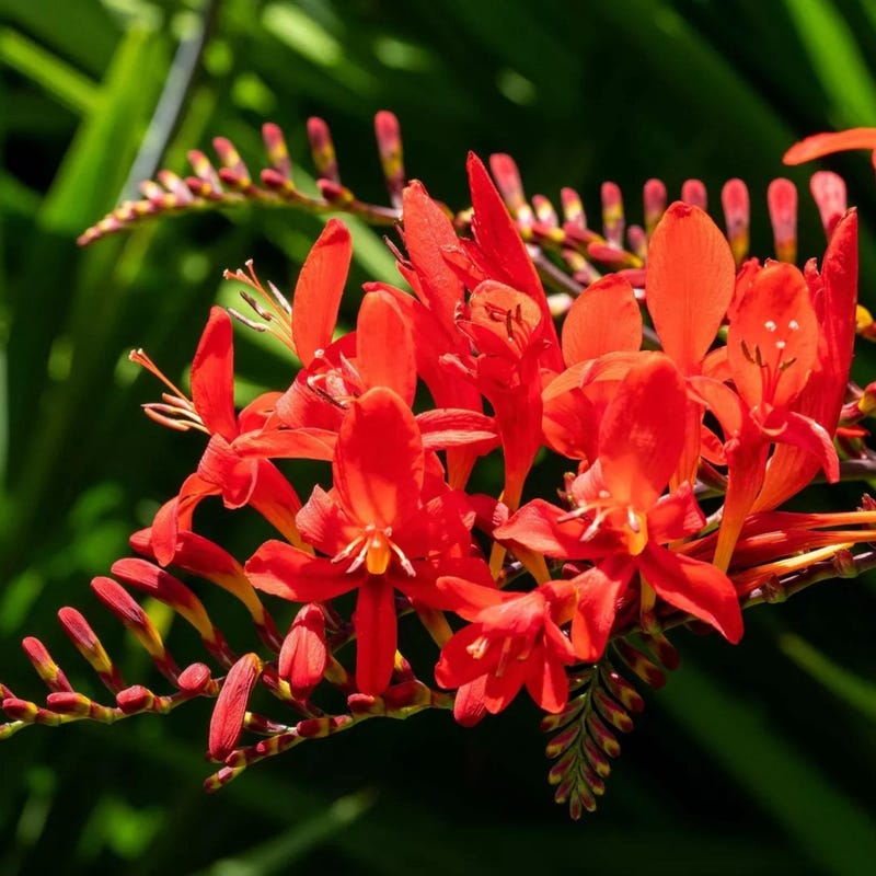 Lucifer Plant - Etsy