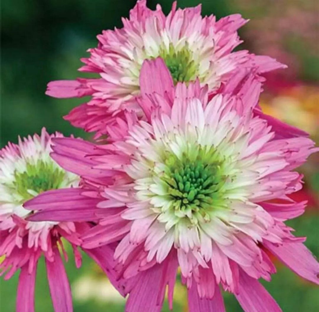 Double Pink & Green Coneflower Seeds: Rare Echinacea Hybrid, Perennial ...