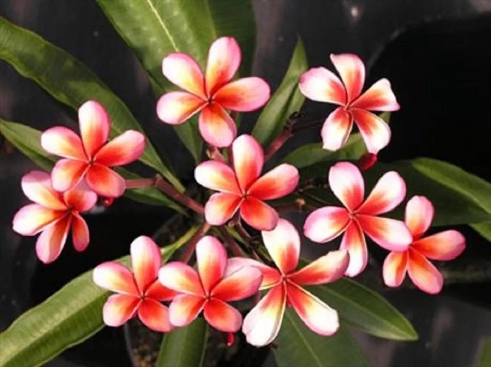 5 Red Orange Plumeria Seeds – Fragrant Tropical Perennial Flower – Easy ...
